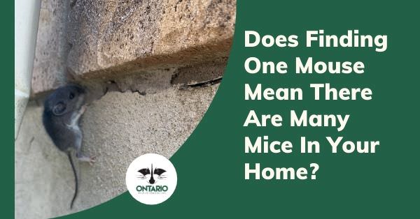 I Found One Mouse In My House, Does That Mean There's More?