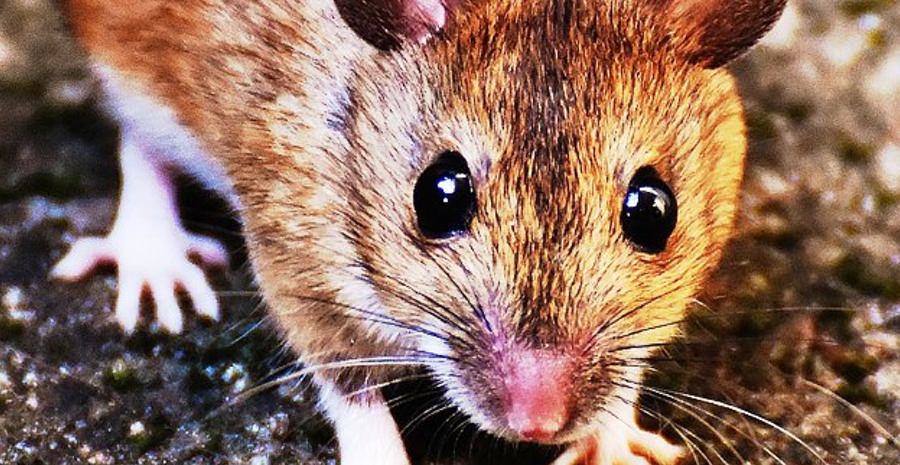 How Are Mice Getting Into My House - Finding Mice Entry Points