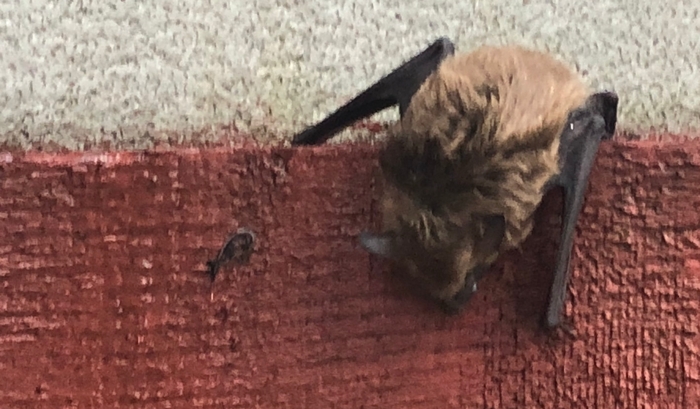 Bat in the House? What To Do If There's a Bat Flying In Your House